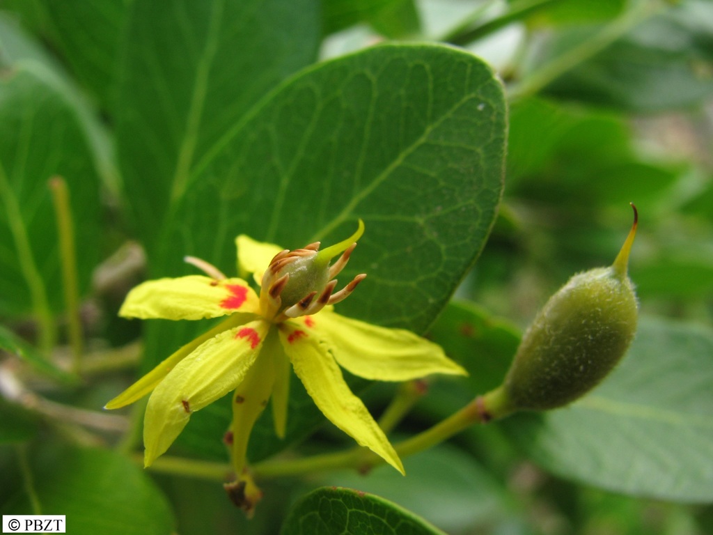 (Dialioideae) - Botanical Realm