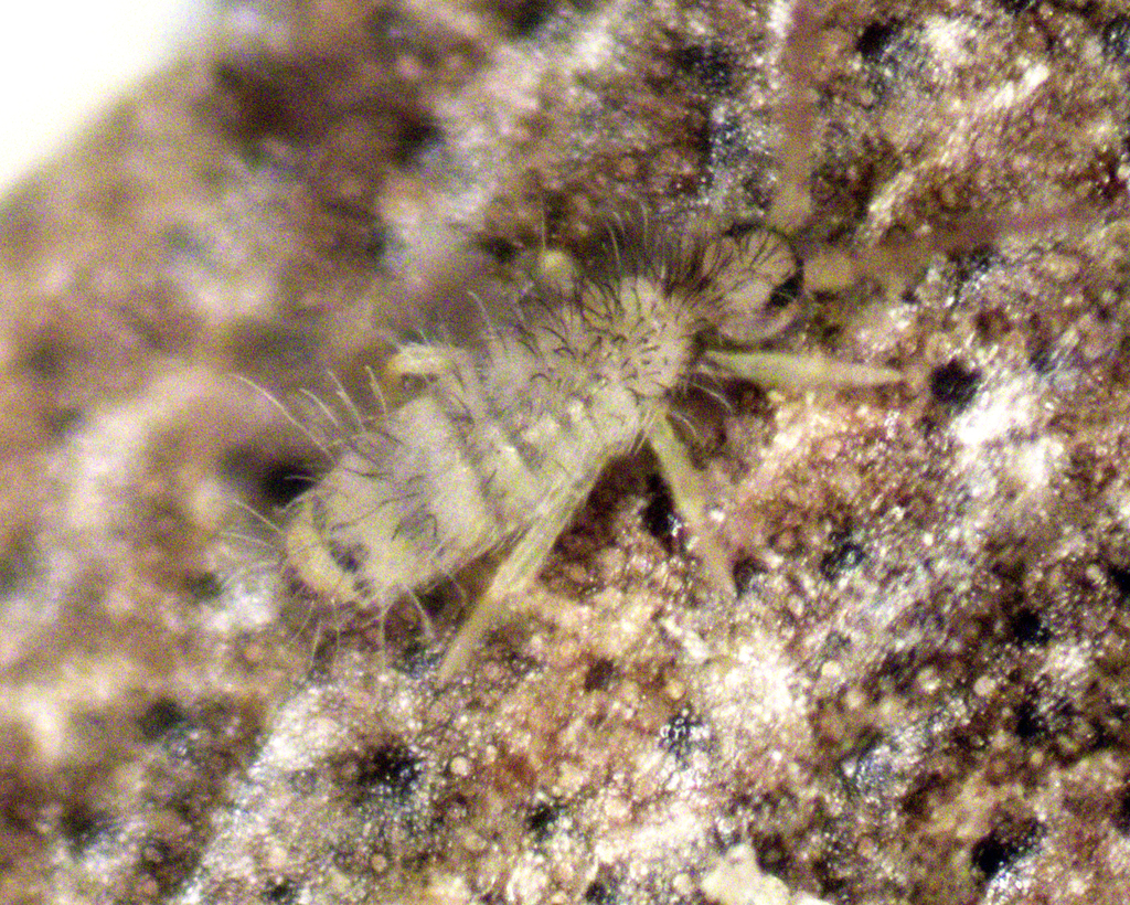 Entomobrya from Gordon VIC 3345, Australia on June 02, 2022 at 11:12 AM ...