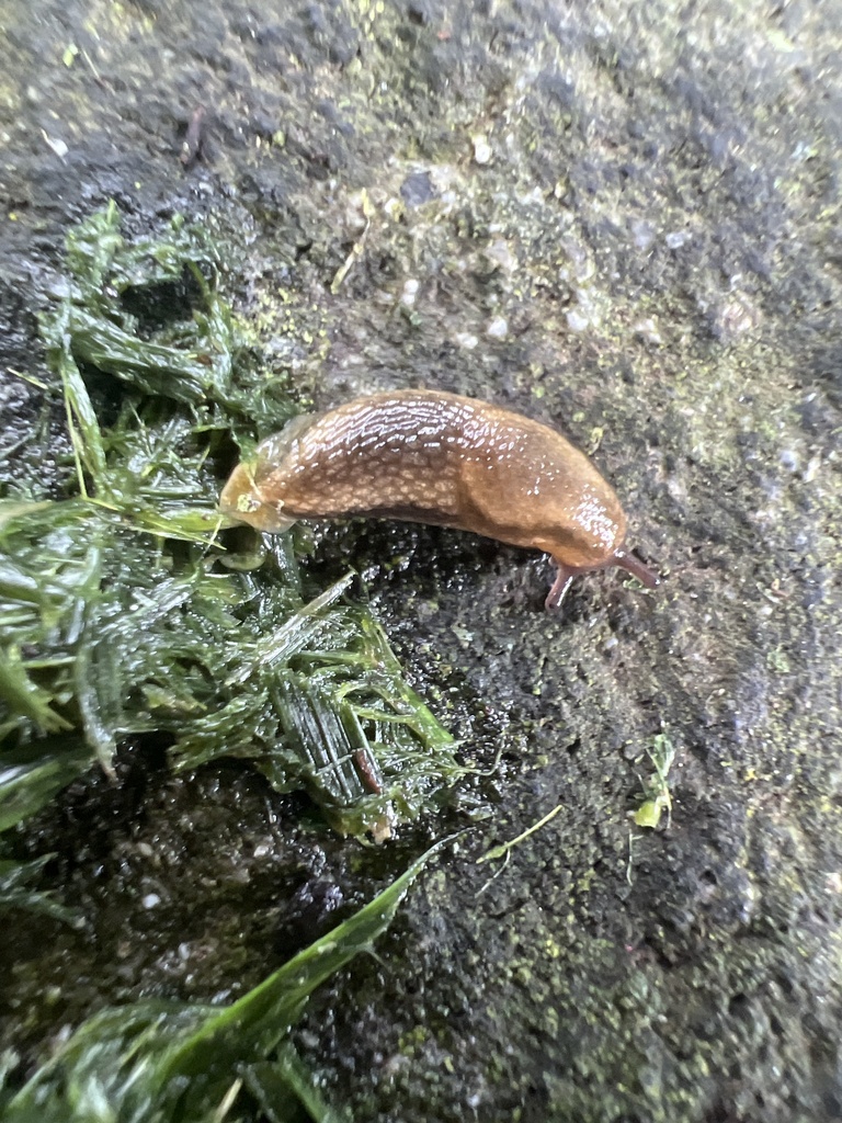 Western Dusky Slug from Louise Rd, Ladysmith, BC, CA on June 04, 2022 ...