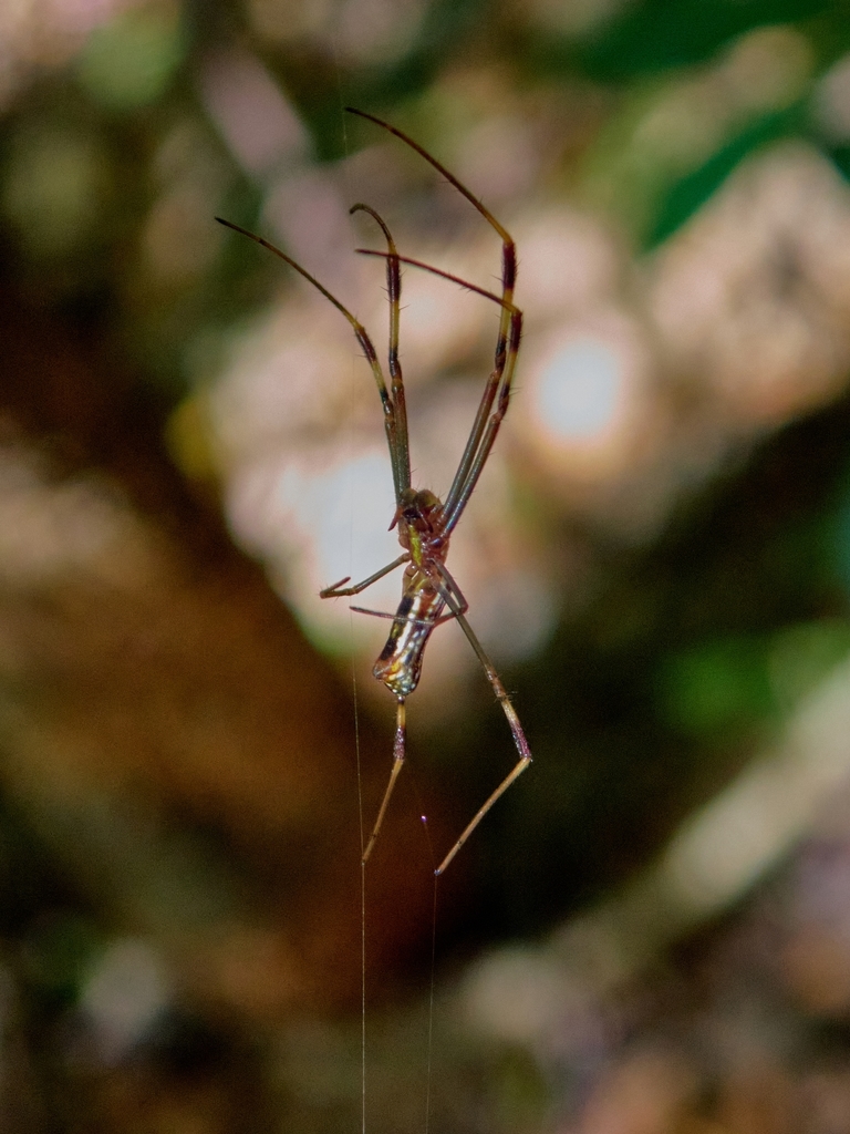 Golden Silk Spider from Cap Cana, Punta Cana 23000, Dominican Republic ...