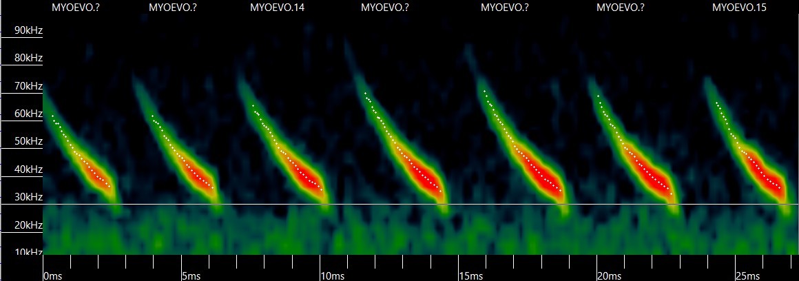Myotis evotis (H.Allen, 1864)