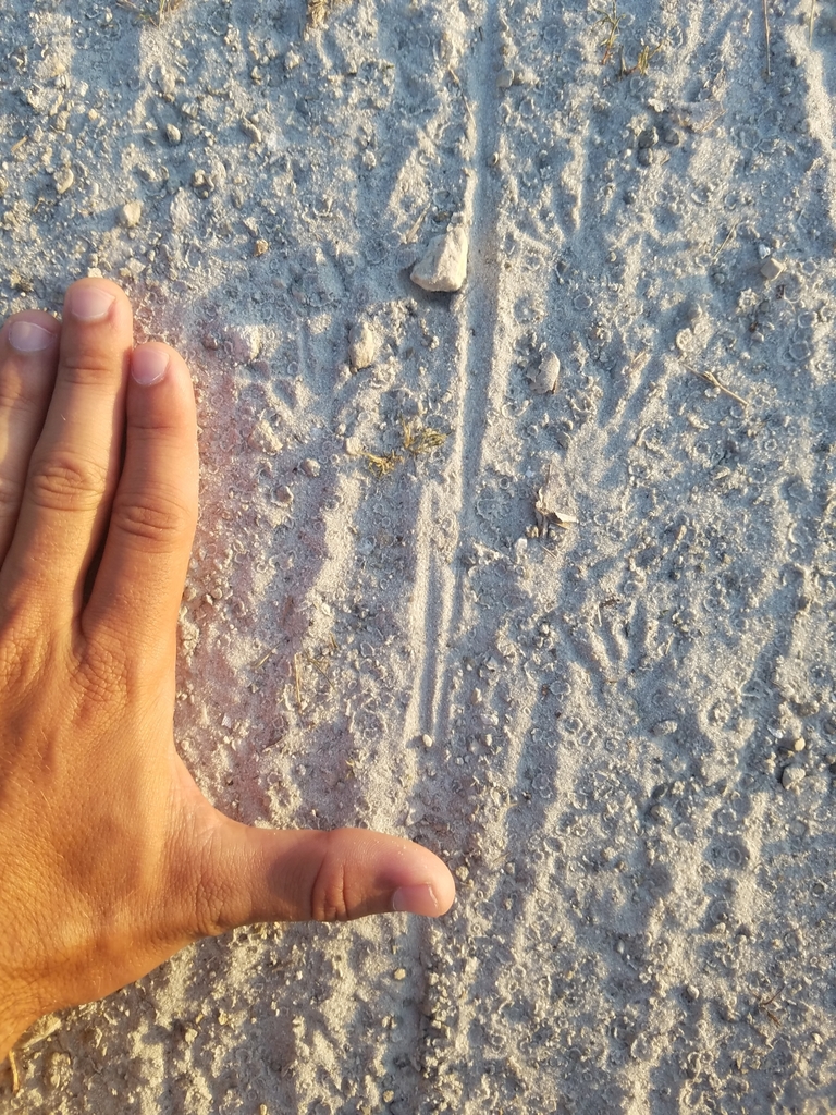 Lizards from Broward County, US-FL, US on June 23, 2018 at 07:05 AM by ...