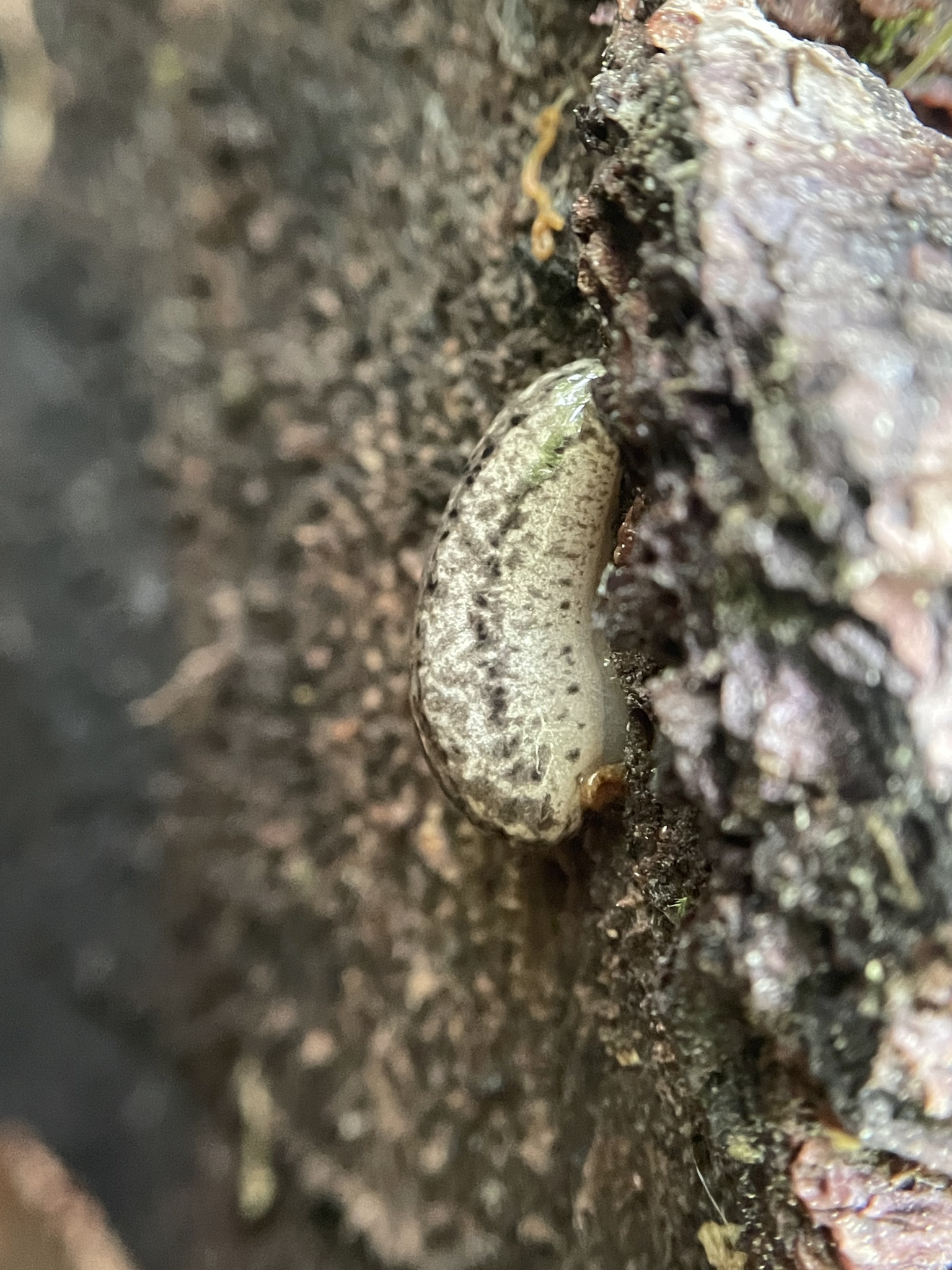 Philomycus togatus (A.Gould, 1841)