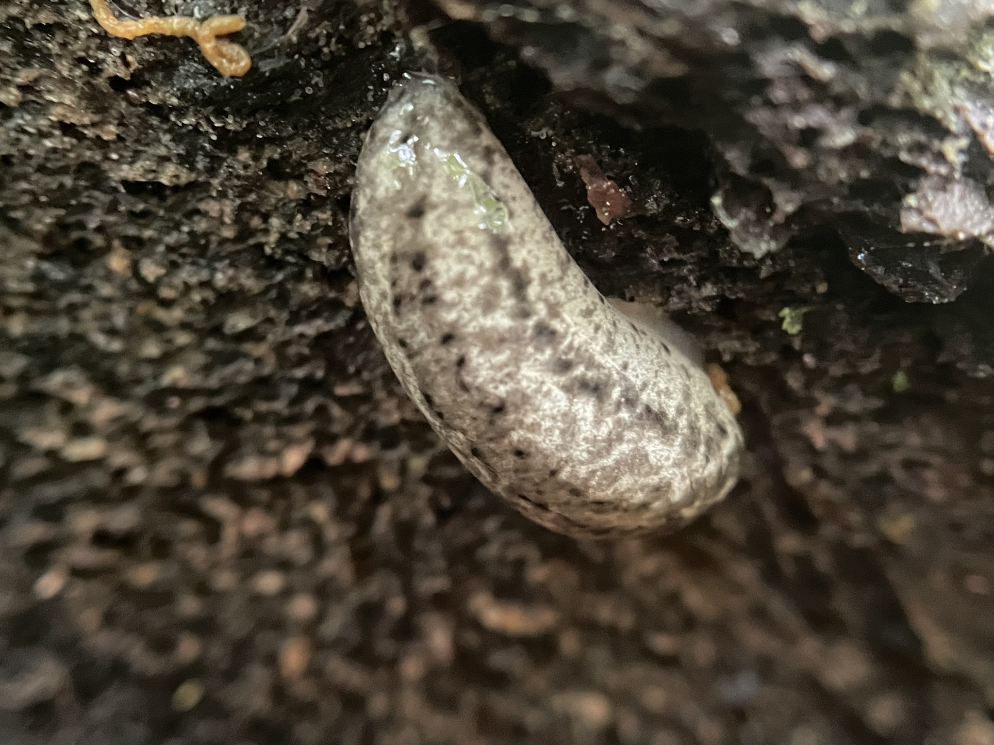 Philomycus togatus (A.Gould, 1841)