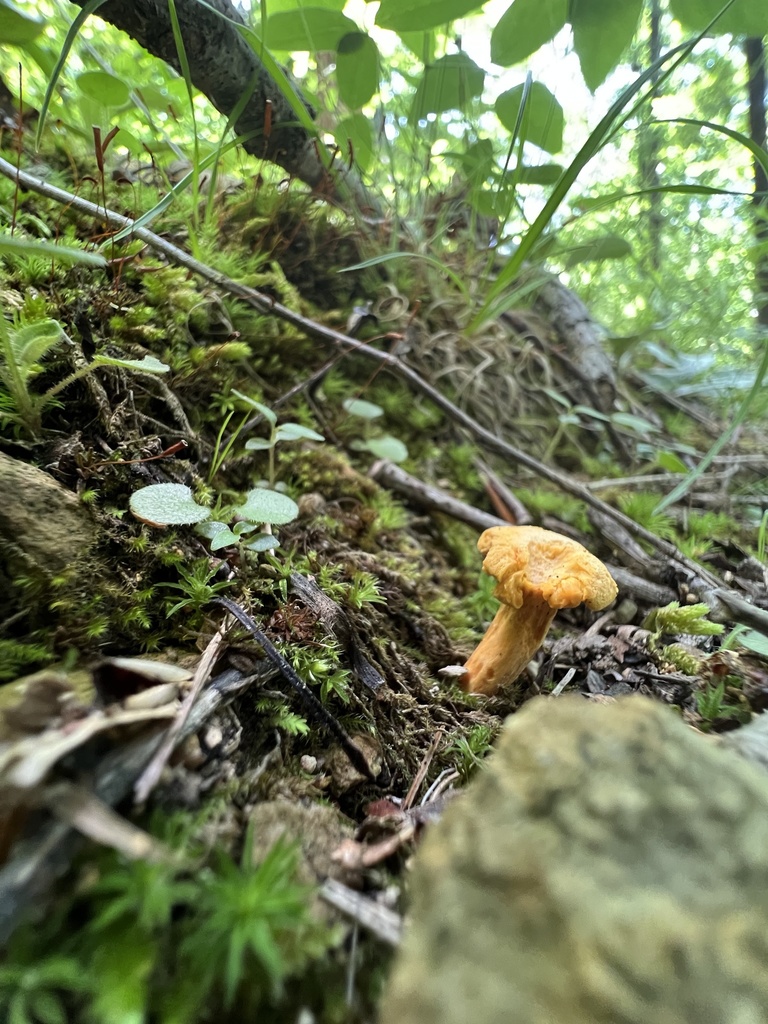 chanterelles from Scotts Gap Rd, Louisville, KY, US on June 4, 2022 at ...