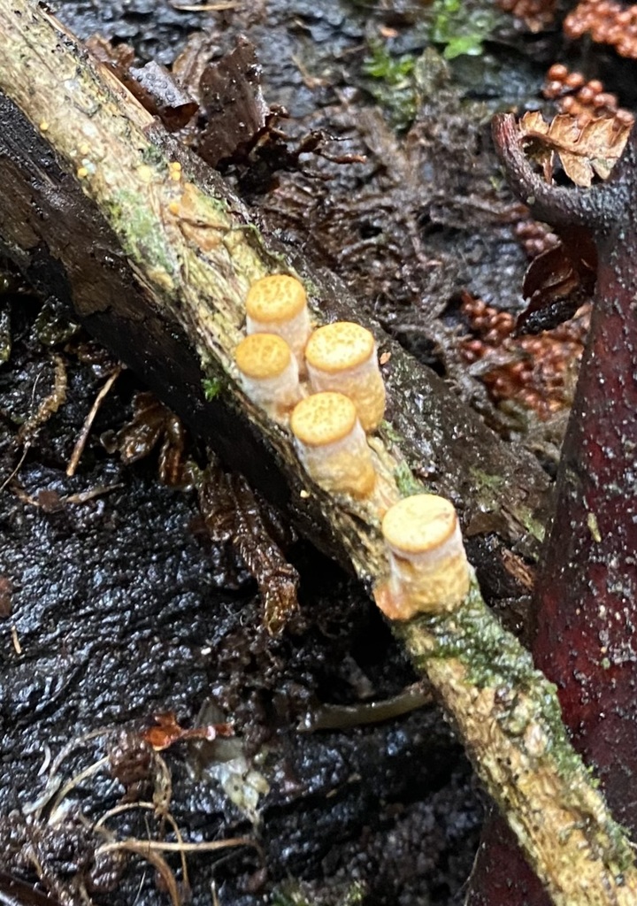 Crucibulum simile from Mangakino, New Zealand on June 04, 2022 at 10:57 ...