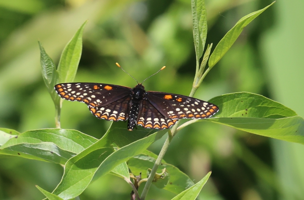 Baltimore Checkerspot from Siebenthaler Fen, Greene County, OH, USA on ...