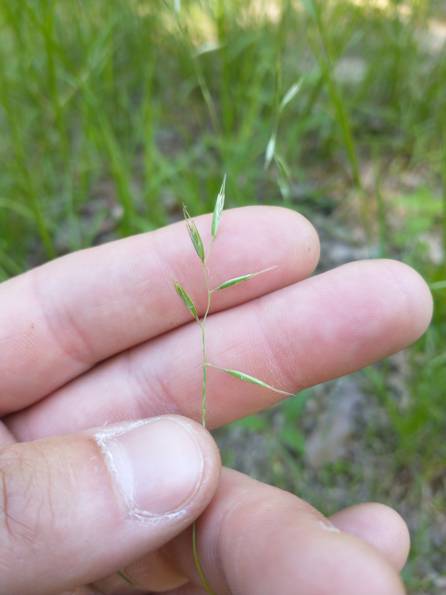 Danthonia compressa Austin