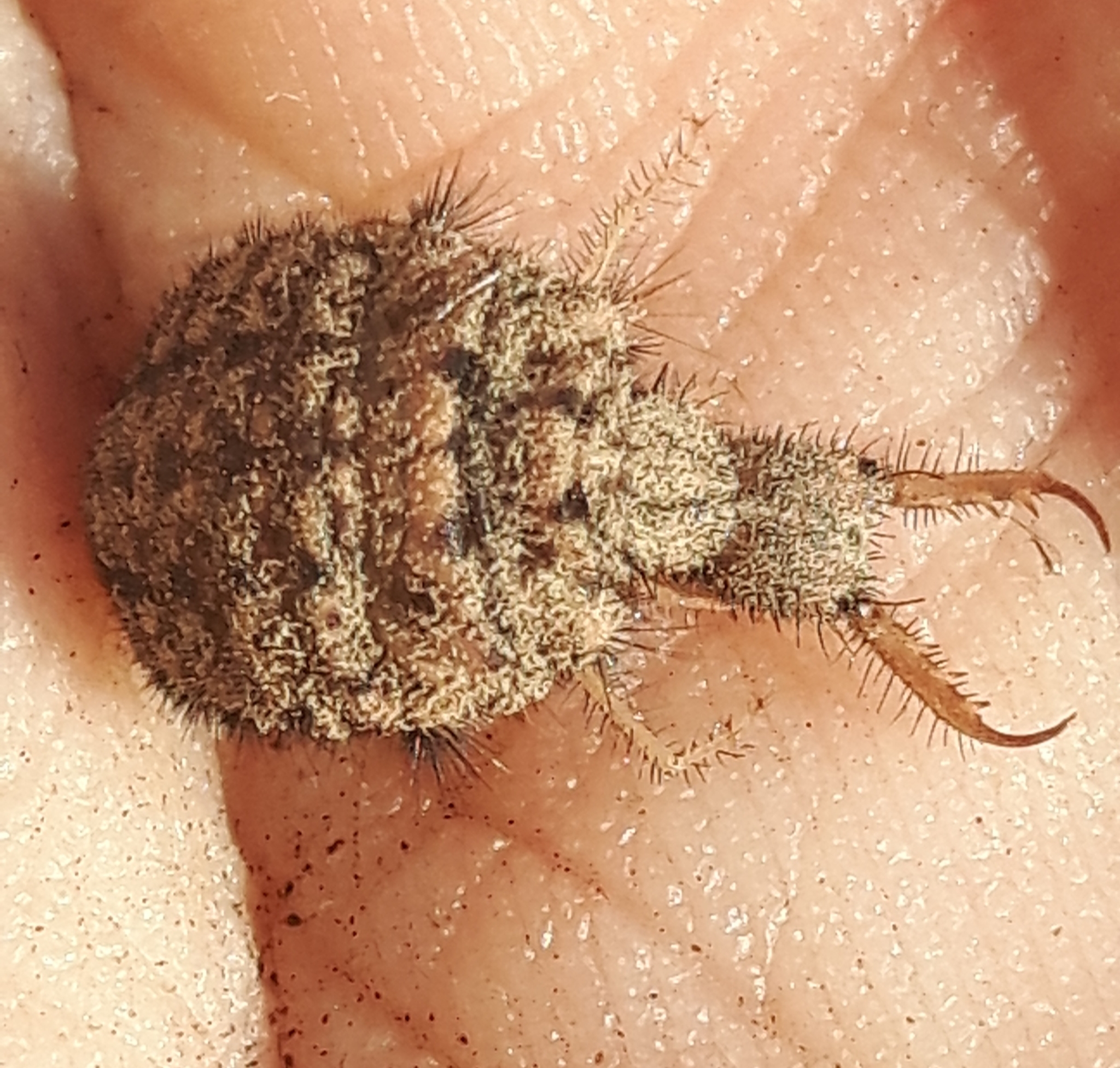 Euroleon nostras (Geoffroy, 1785)