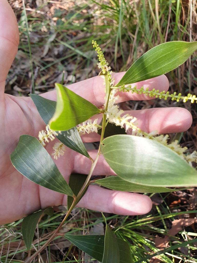black wattle from Nathan QLD 4111, Australia on June 05, 2022 at 09:19 ...