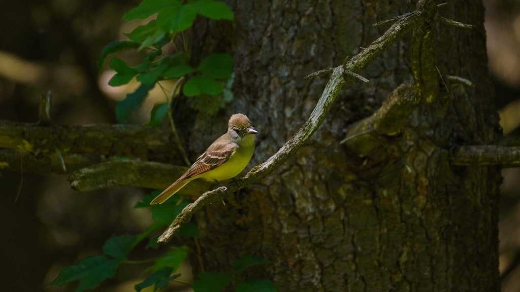 Great Crested Flycatcher from Fayetteville, NY 13066, USA on June 4 ...