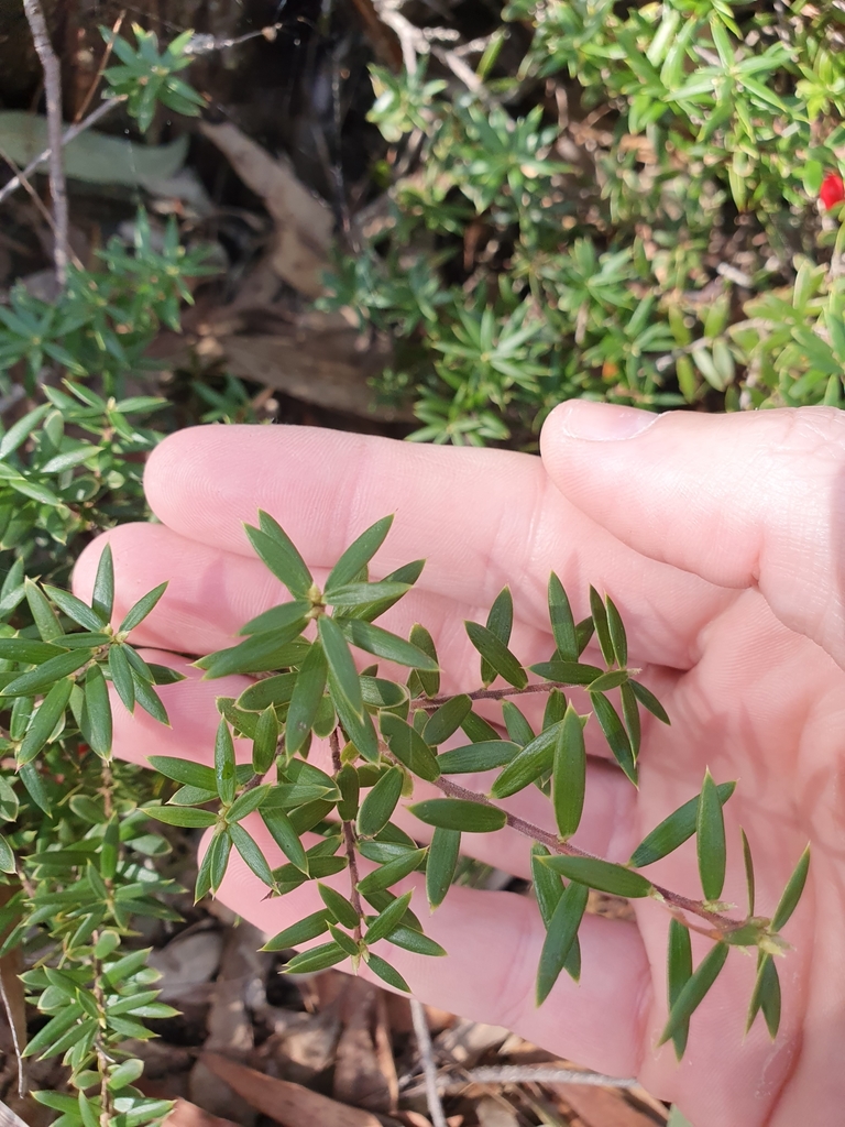 Ground Berry (Logan RE 12.5.7c Flora) · iNaturalist