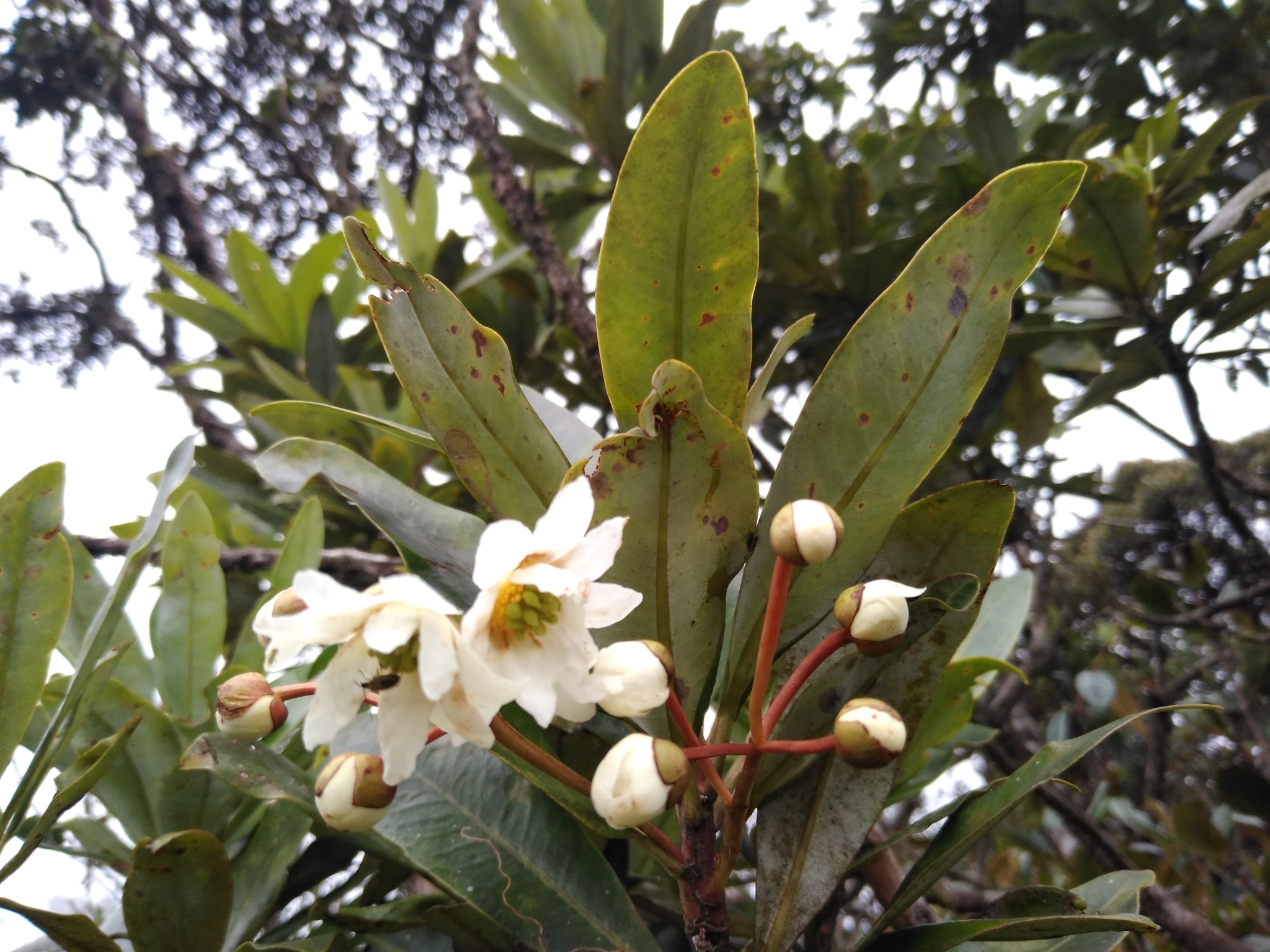 Drimys granadensis L.fil.