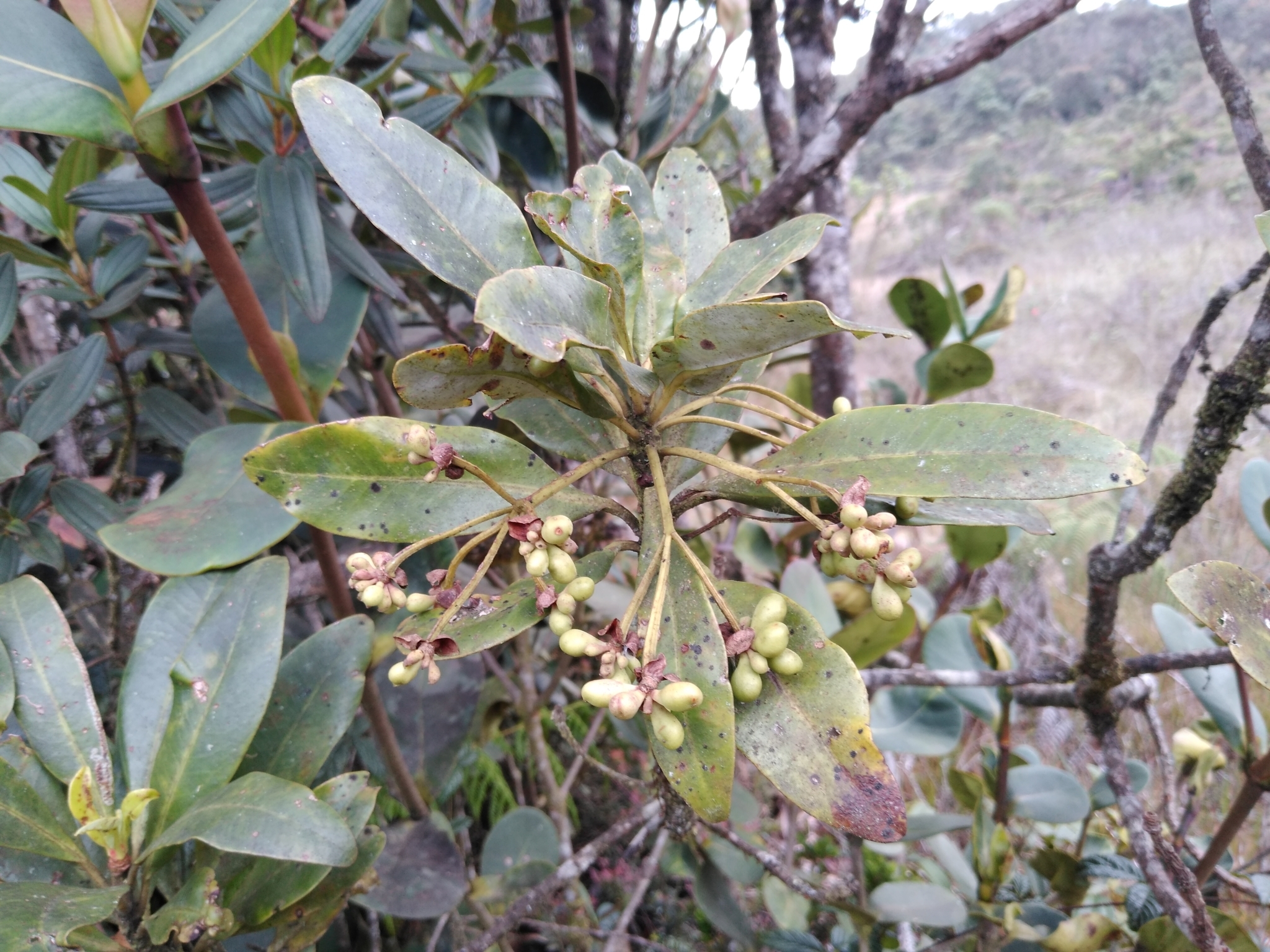 Drimys granadensis L.fil.