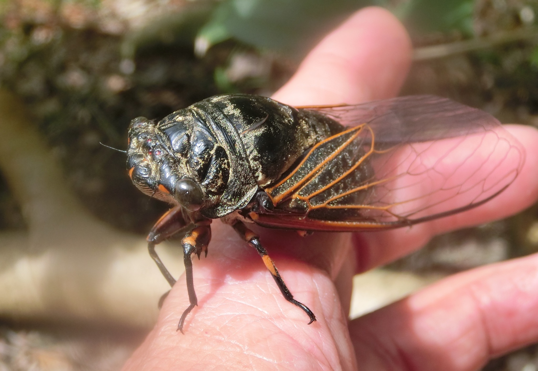 Cryptotympana atrata (Fabricius, 1775)
