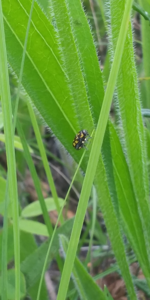 Scriptured Leaf Beetles in June 2022 by jim · iNaturalist