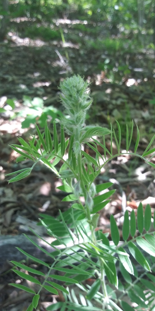 goat's rue in June 2022 by jim · iNaturalist