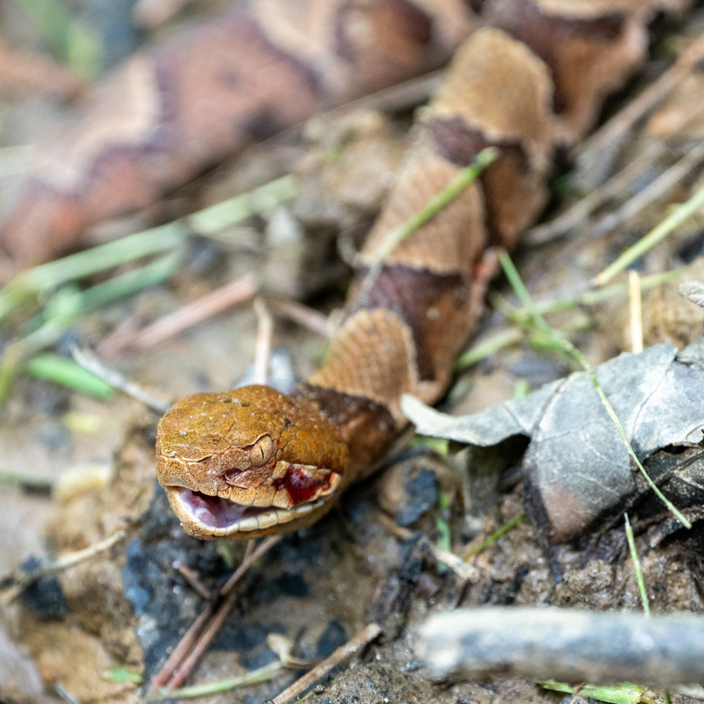 Eastern Copperhead from Baltimore, Maryland, United States on May 22 ...