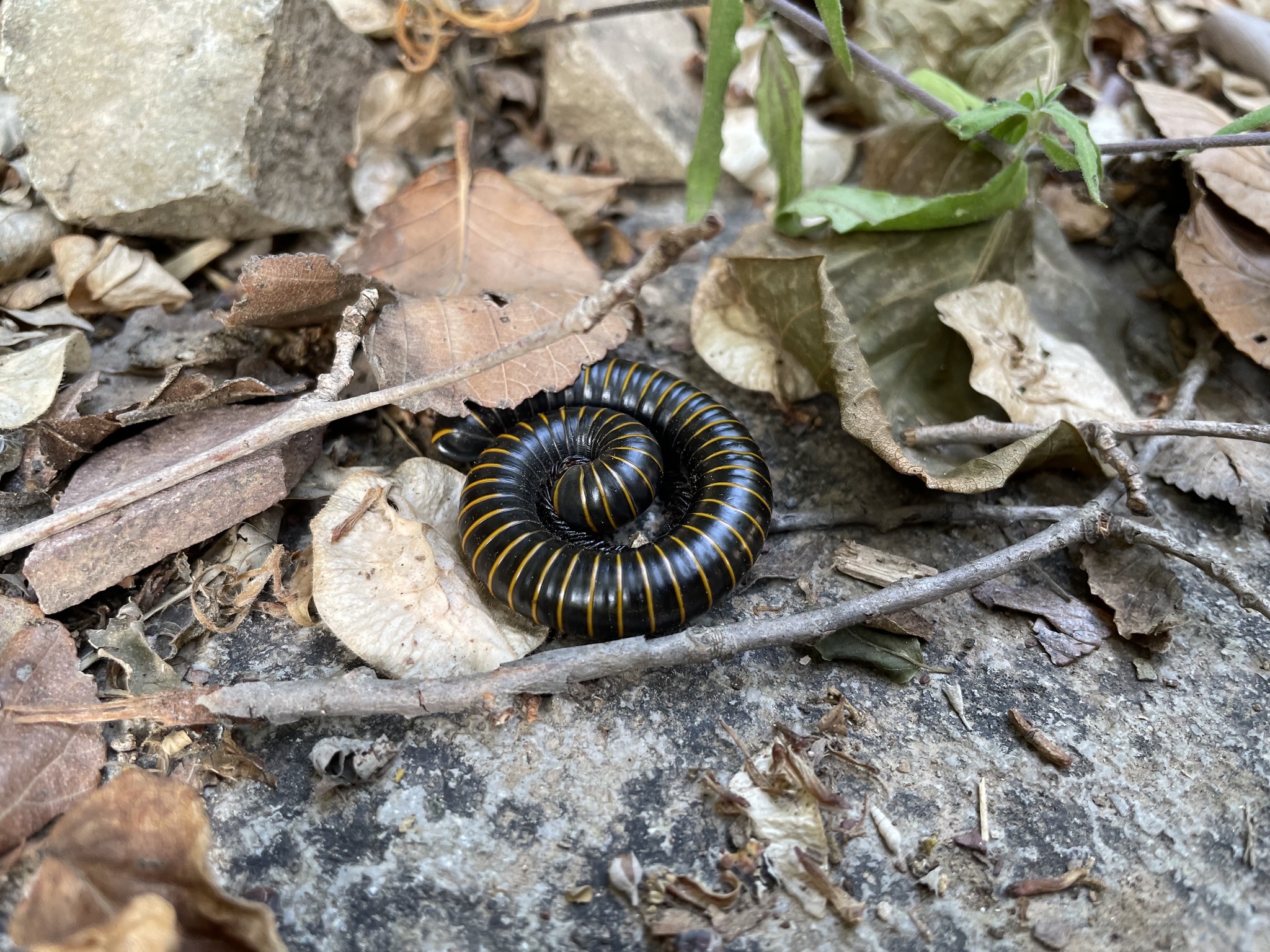 Spirobolus bungii Brandt, 1833