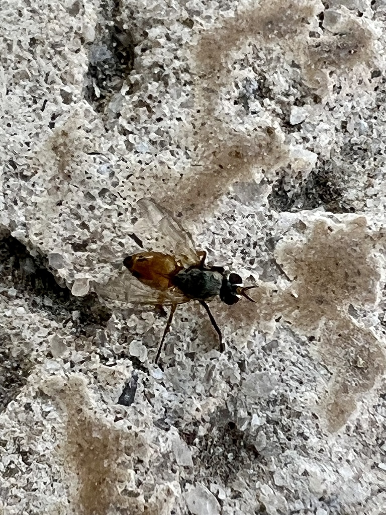 Shoot Flies in June 2022 by Donna Walkuski. ~4 mm · iNaturalist