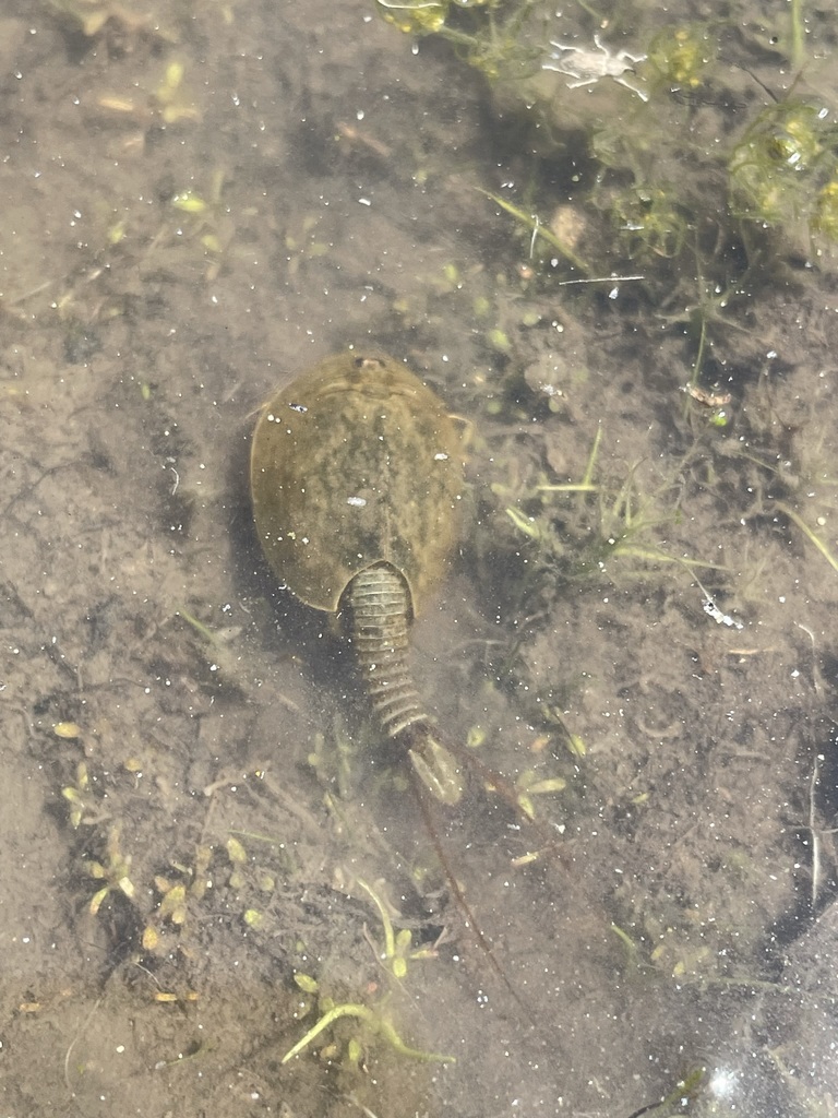 Cryptic Tadpole Shrimp in May 2022 by Matt Berger · iNaturalist