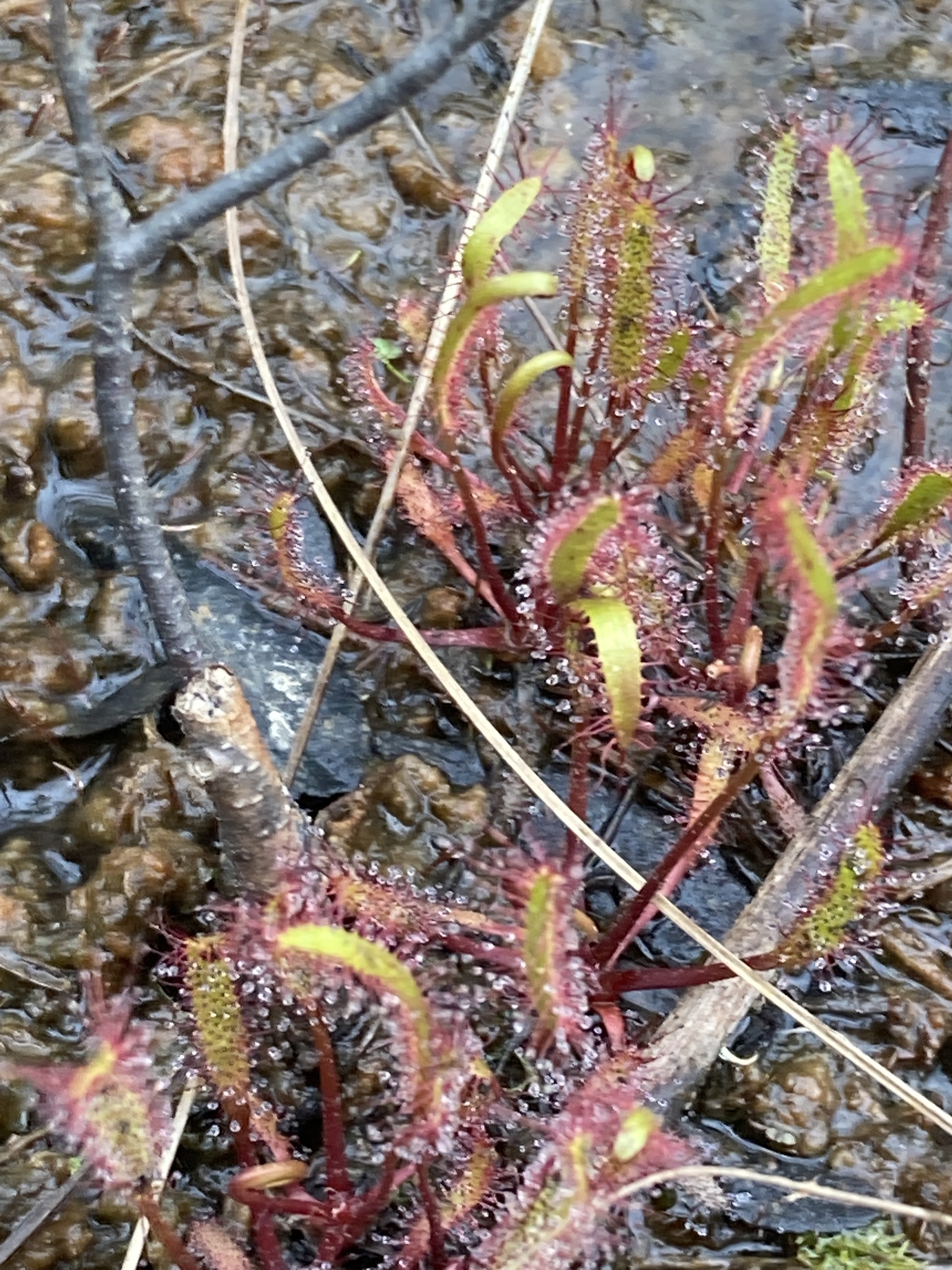 Drosera linearis Goldie