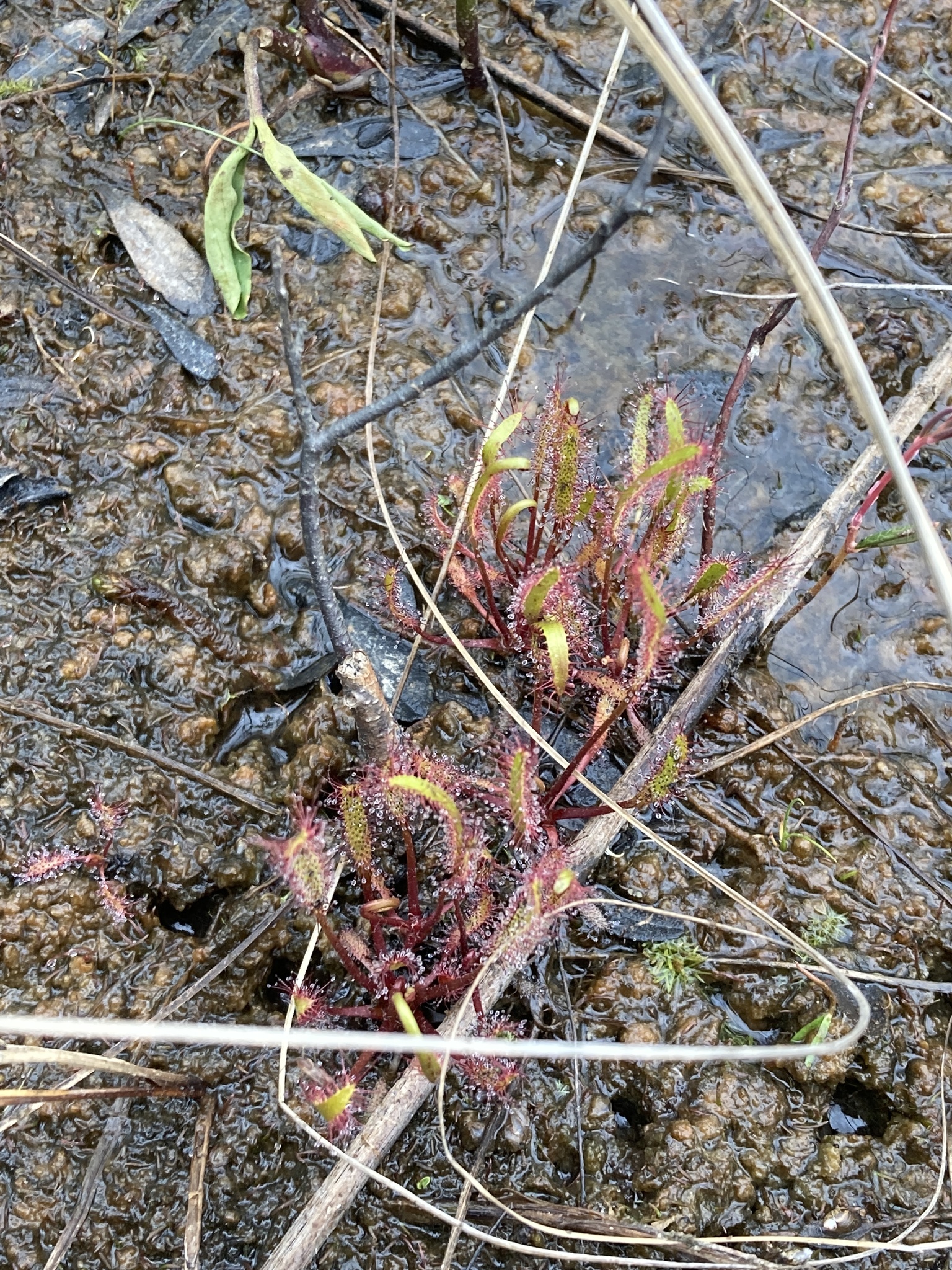 Drosera linearis Goldie
