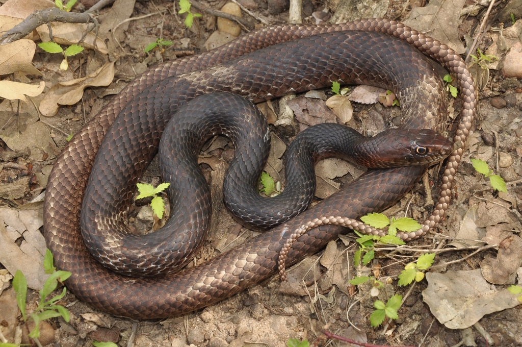 Coachwhip (Texas Hill Country) · iNaturalist