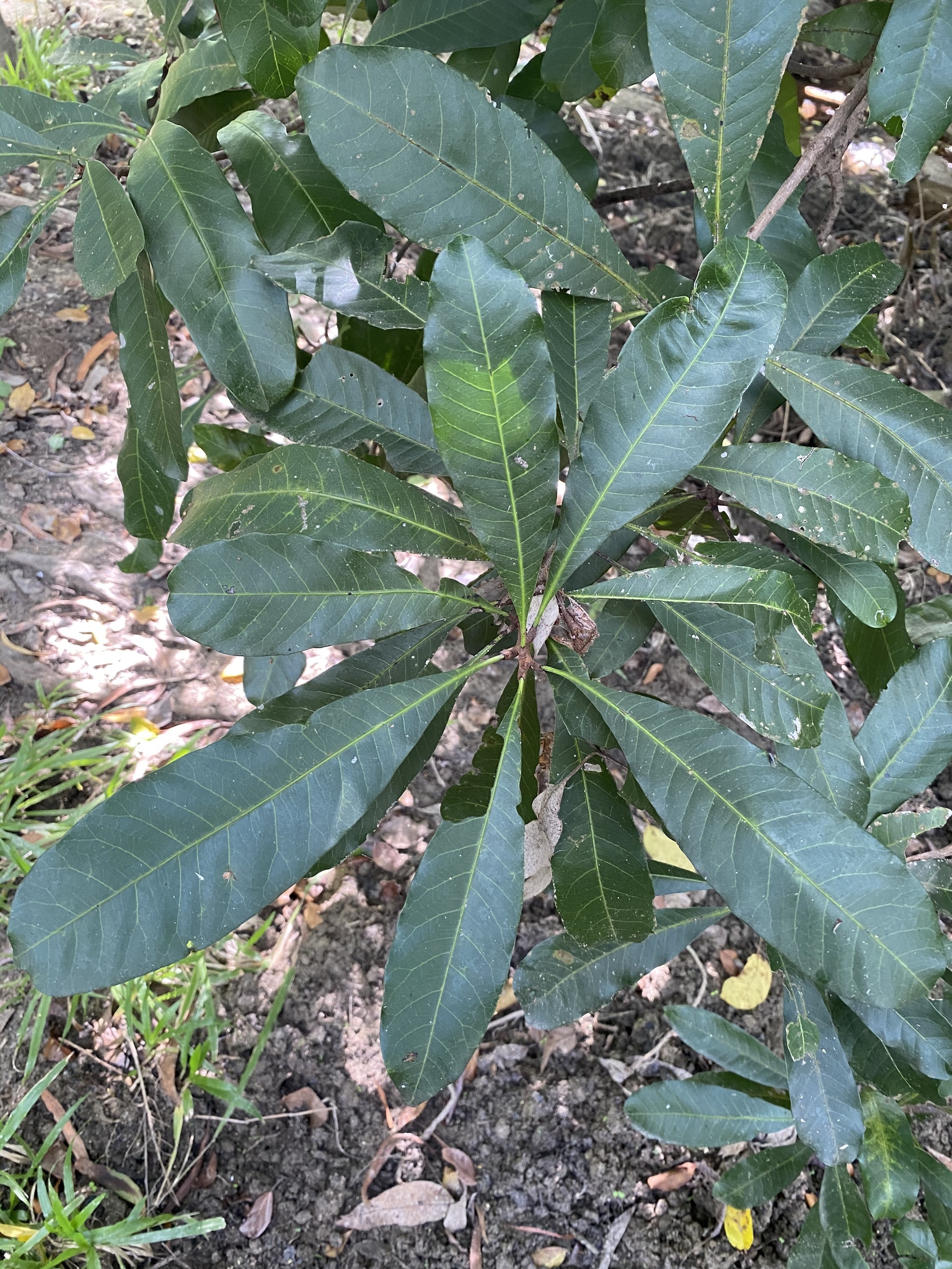 Buchanania arborescens (Blume) Blume