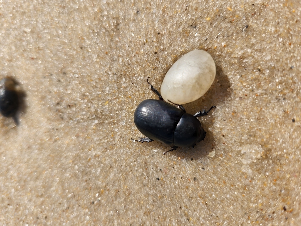 Relict Rhinoceros Beetle from Brookhaven, NY, USA on June 4, 2022 at 04 ...