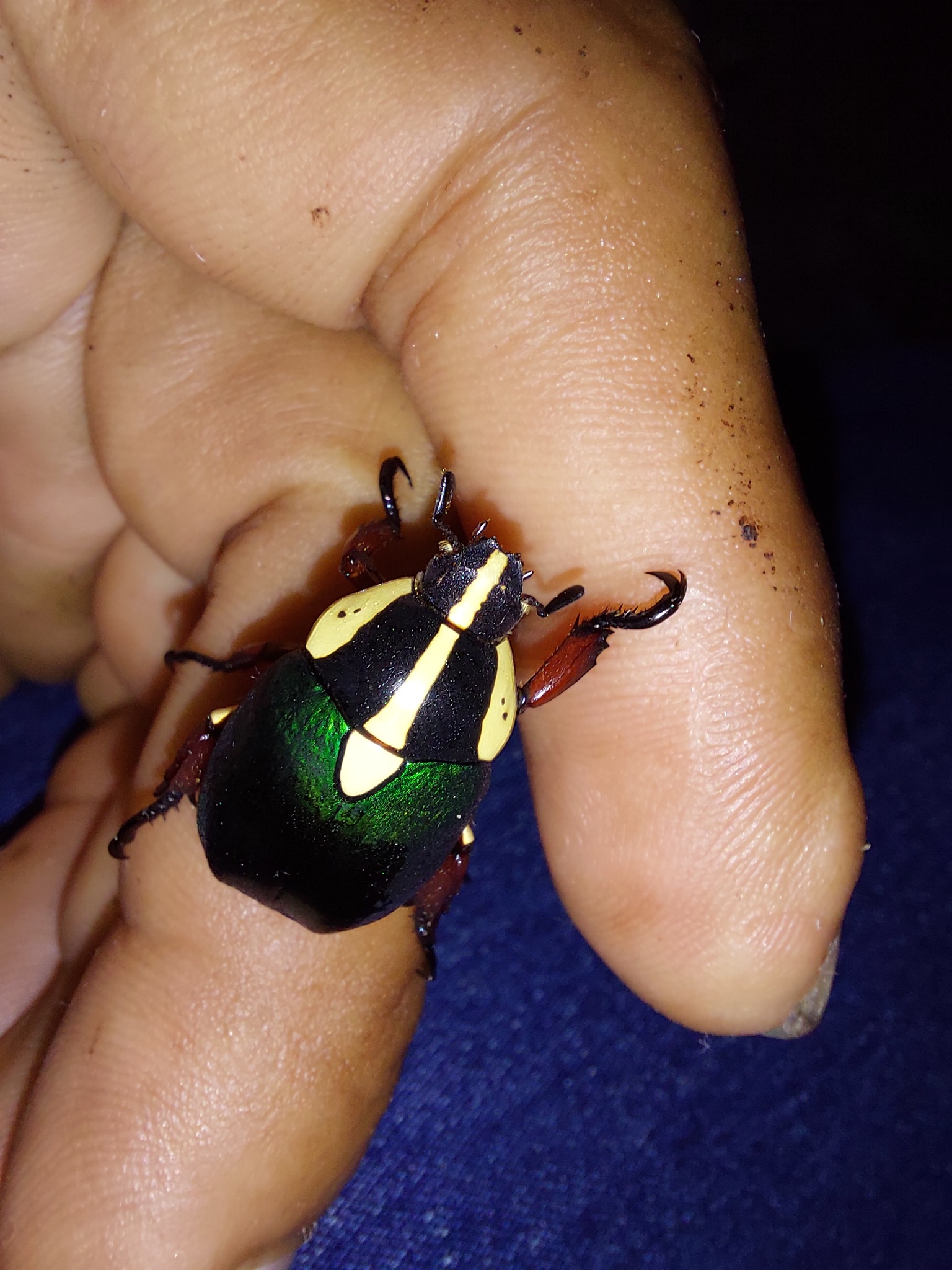 Rutela laeta (Weber, 1801)