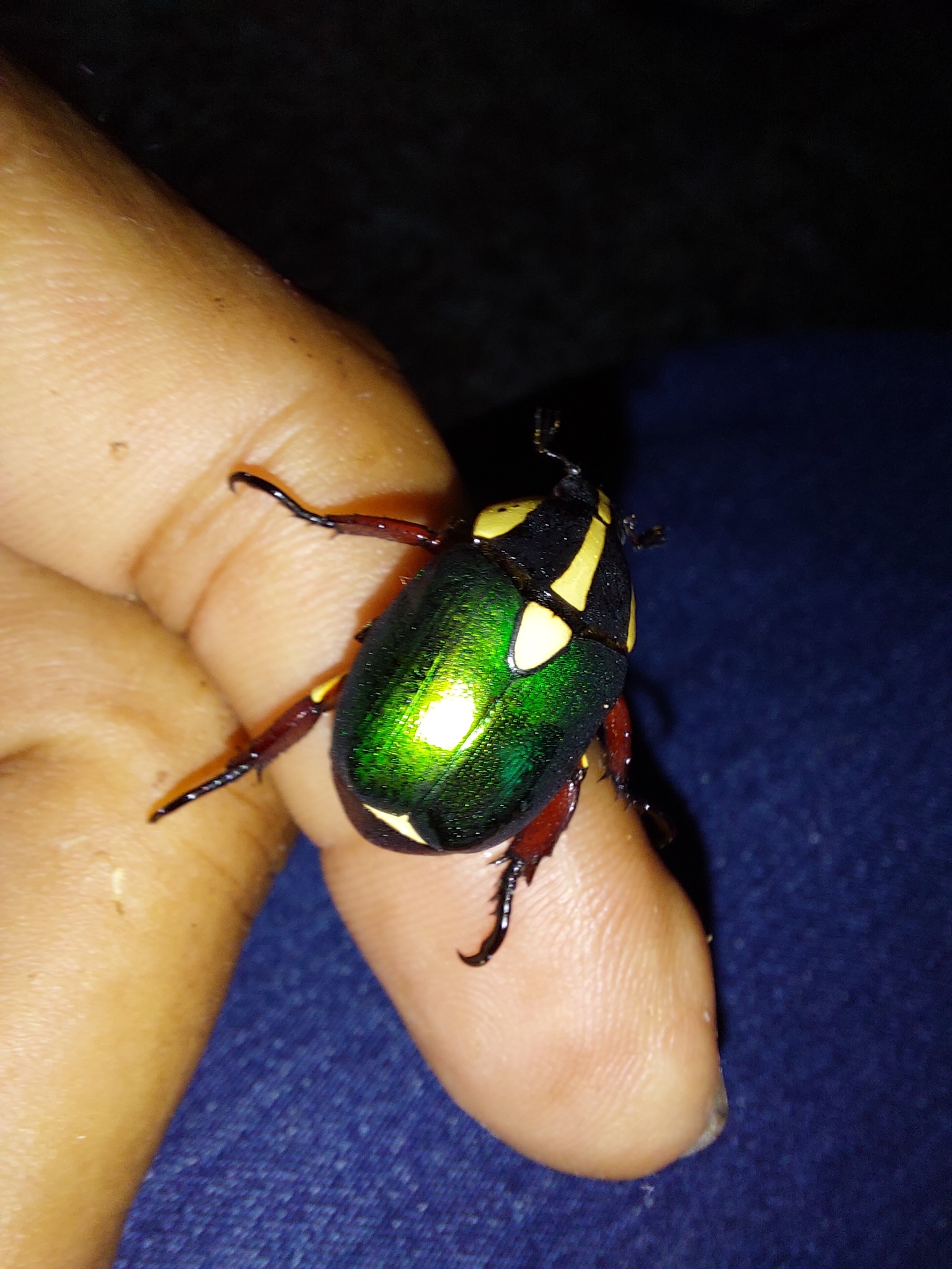 Rutela laeta (Weber, 1801)