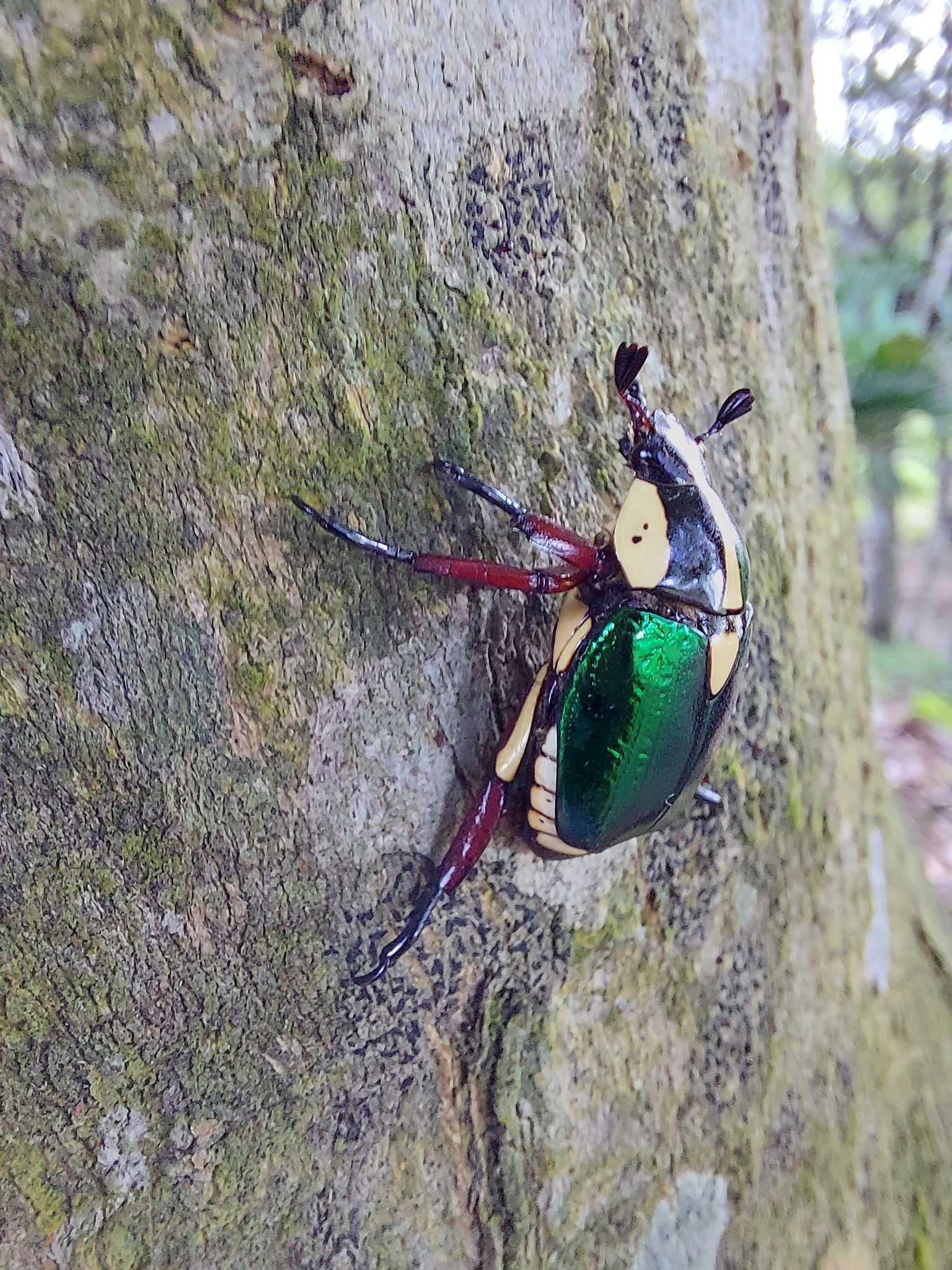 Rutela laeta (Weber, 1801)