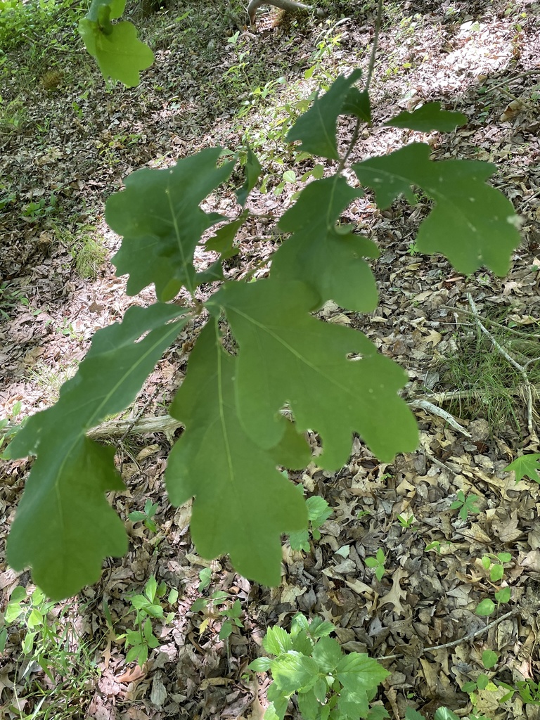 white oak from Marshy Point Rd, Baltimore, MD, US on June 04, 2022 at ...