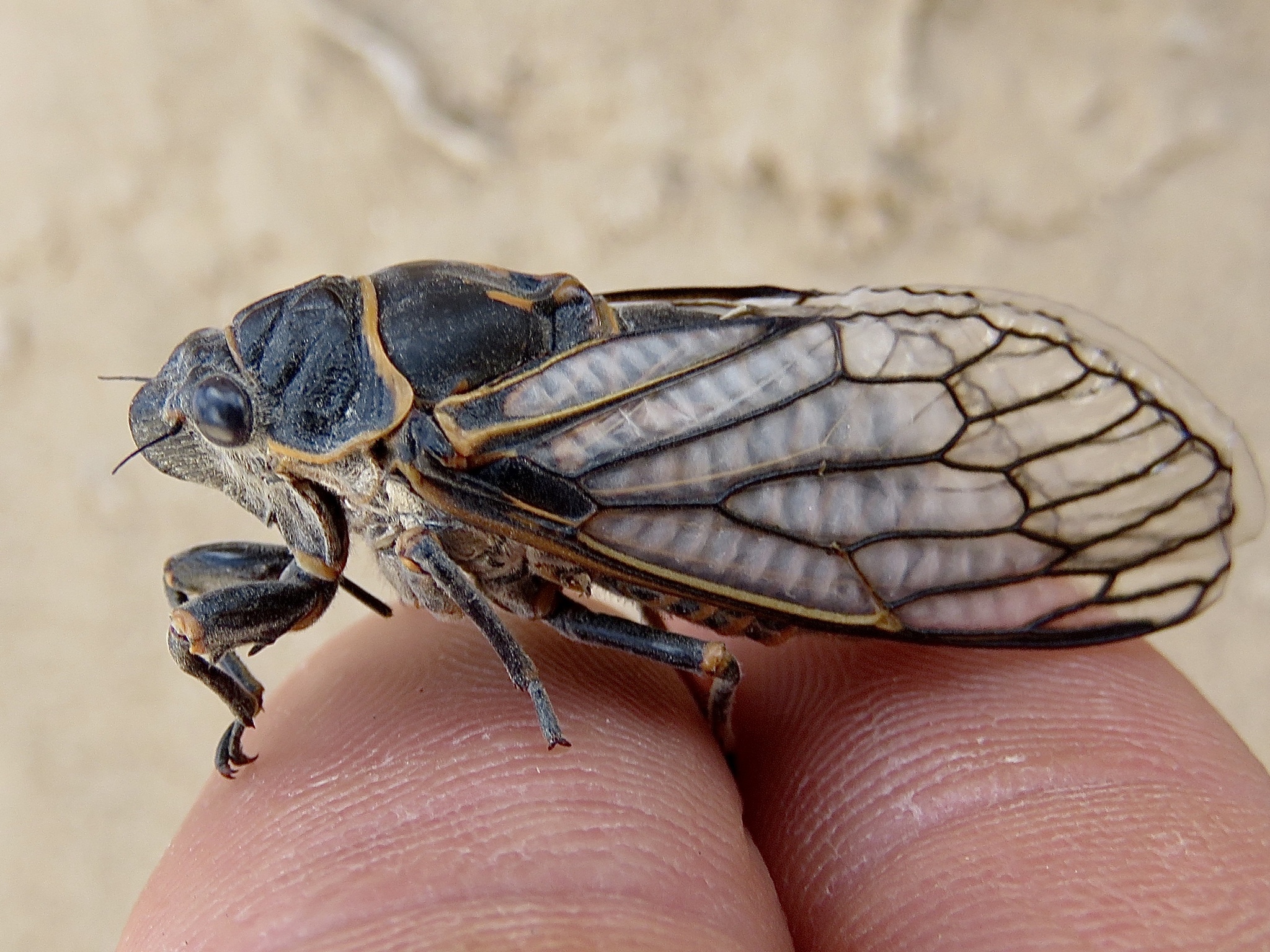 Okanagana Distant, 1905