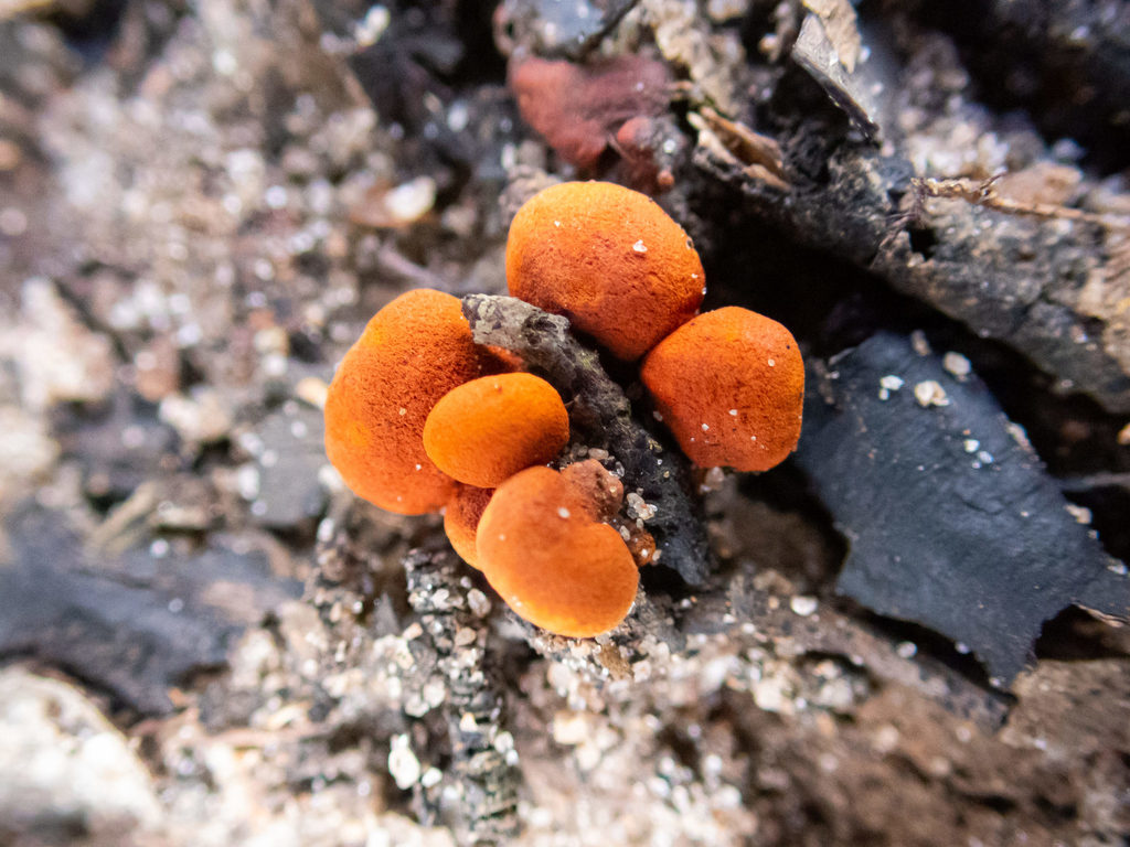 Anthracophyllum from Pingrup WA 6343, Australia on May 31, 2022 at 10: ...
