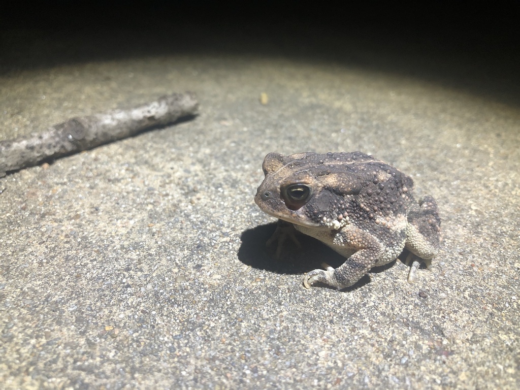 American Toad from Shrouder Rd, Broken Bow, OK, US on June 4, 2022 at ...
