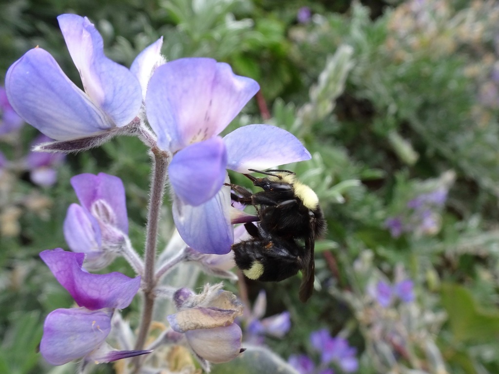 Yellow-faced Bumble Bee from Sunset District, San Francisco, CA, USA on ...