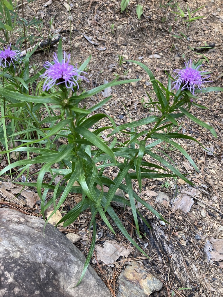 Ouachita blazing star (Liatris compacta) - Botanical Realm