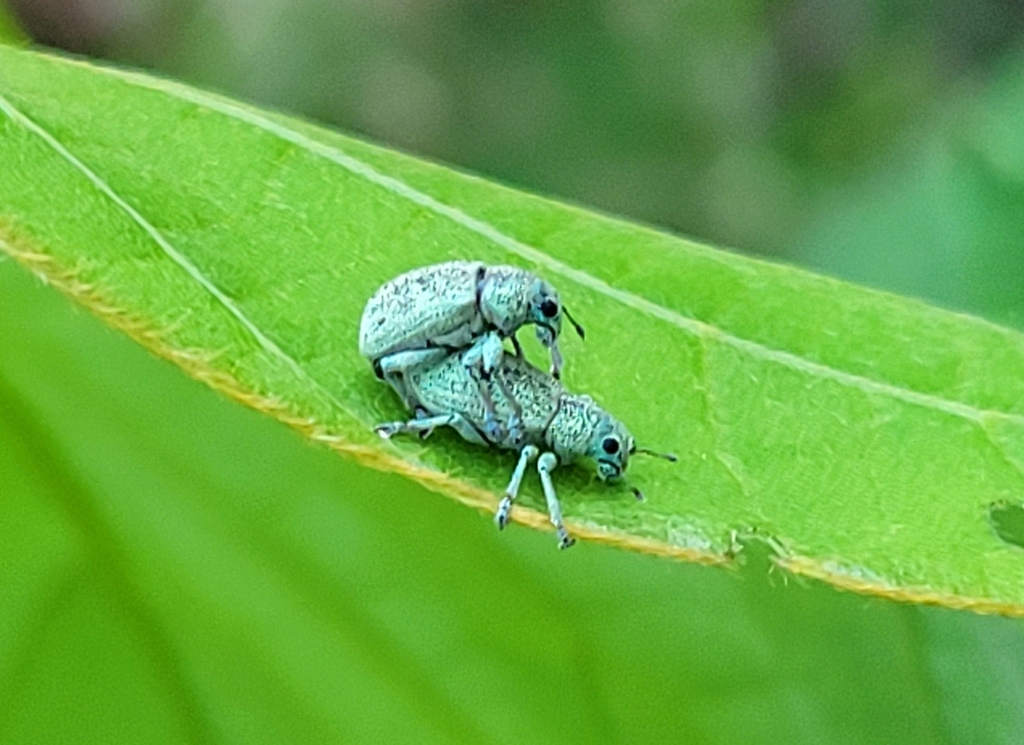 Eugnathus distinctus from 阿見町ふれあいの森 on June 04, 2022 at 04:46 PM by ...