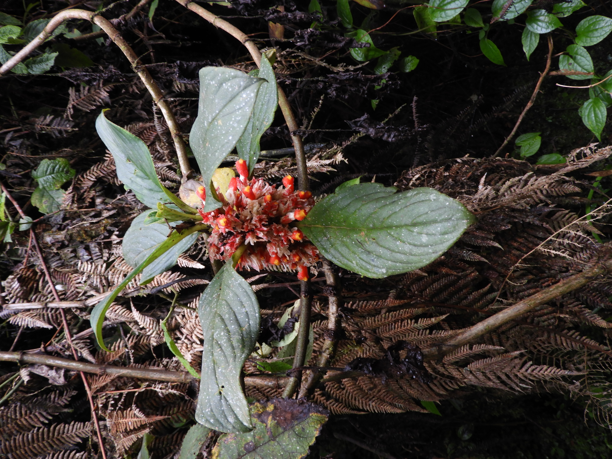 Glossoloma ichthyoderma (Hanst.) J.L.Clark