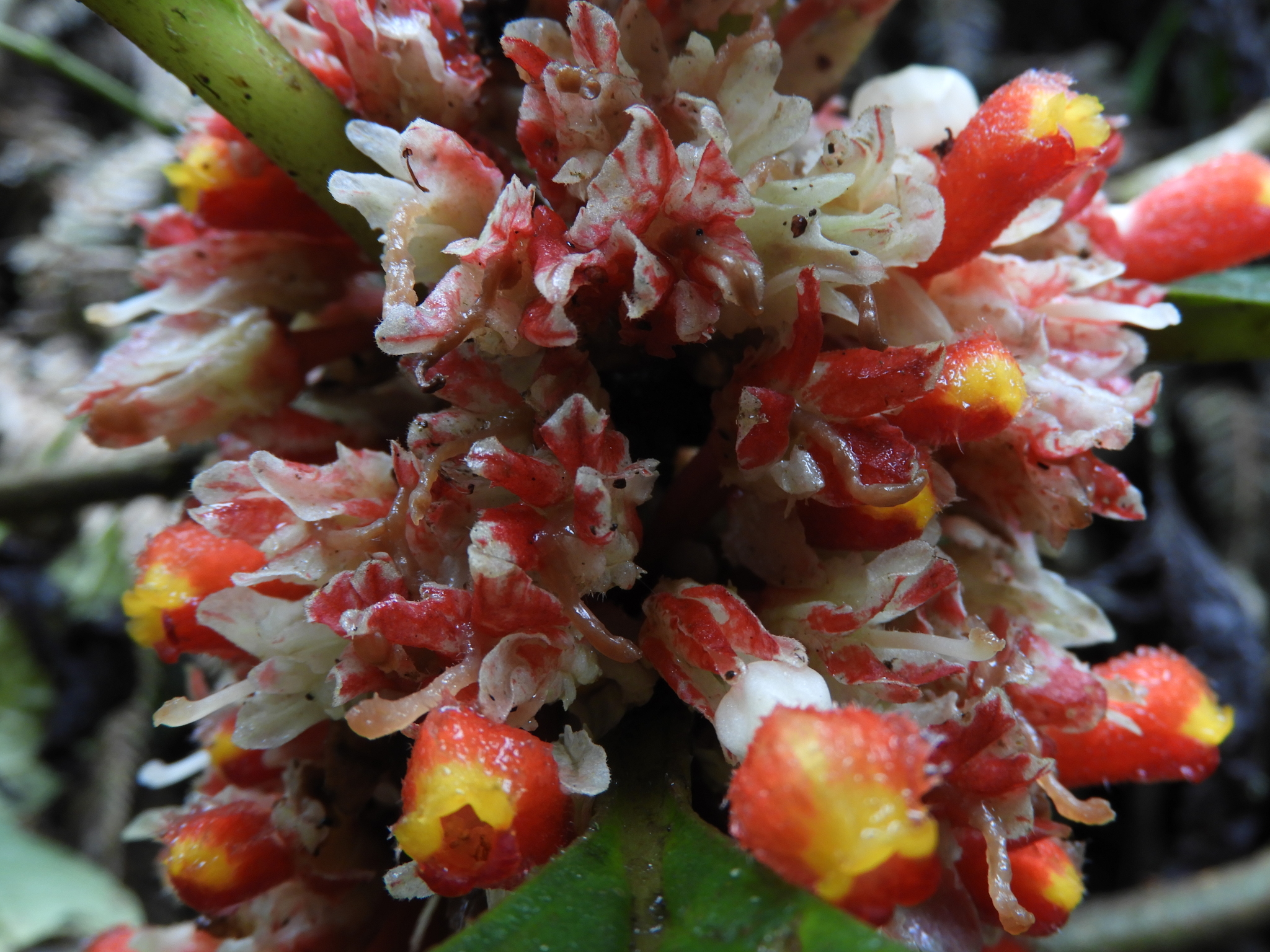 Glossoloma ichthyoderma (Hanst.) J.L.Clark