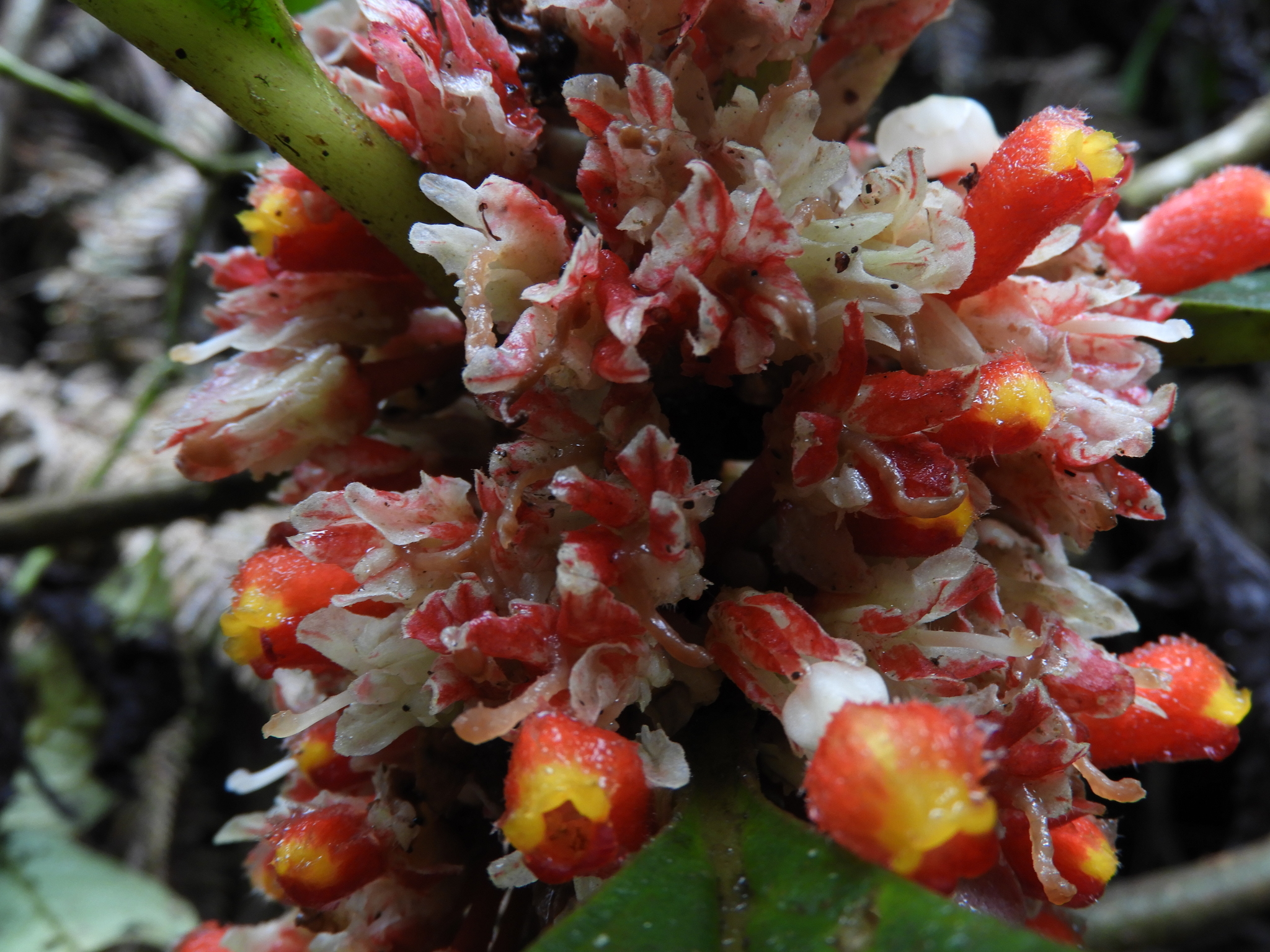 Glossoloma ichthyoderma (Hanst.) J.L.Clark