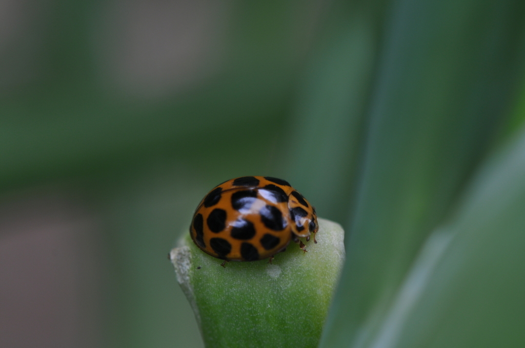 Large Spotted Ladybird from Ballarat VIC, Australia on December 19 ...