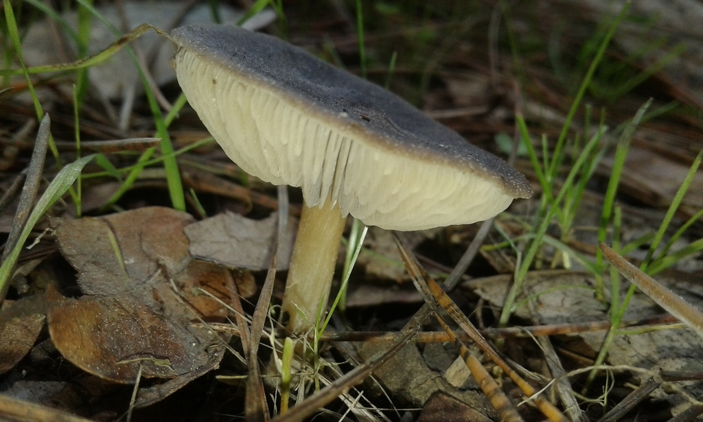 Common Gilled Mushrooms and Allies from Hijuela Las Barrancas, Marga ...