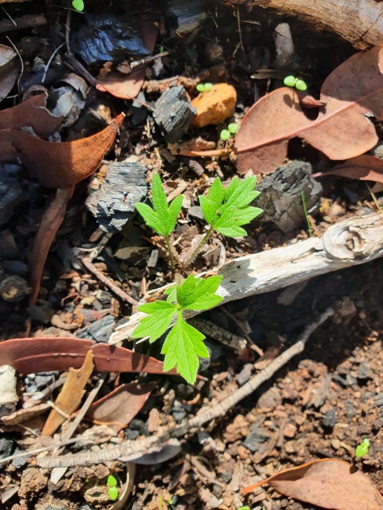 Ranunculus colonorum from Etmilyn WA 6213, Australia on June 5, 2022 at ...