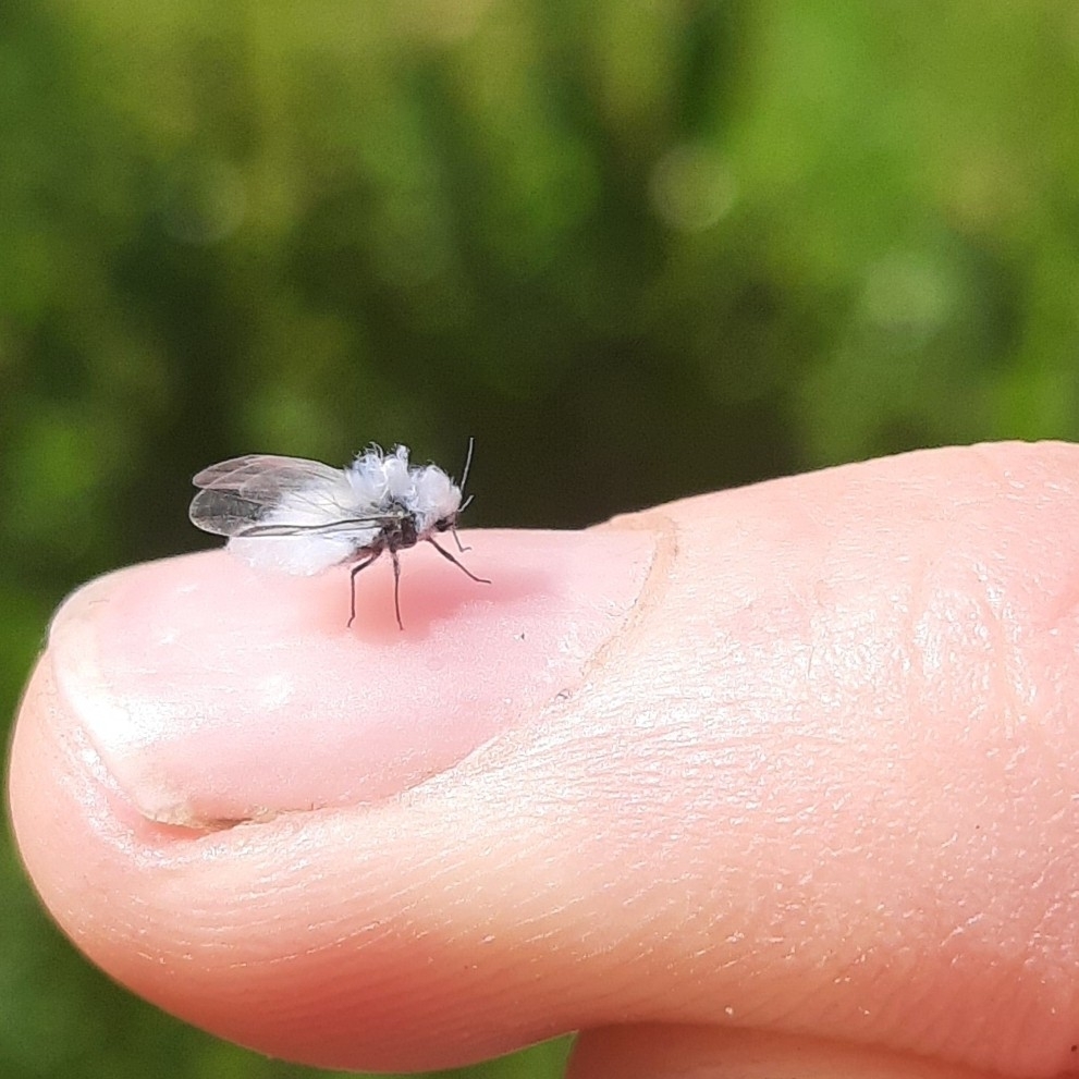 Phyllaphis fagi (Linnaeus, 1761)