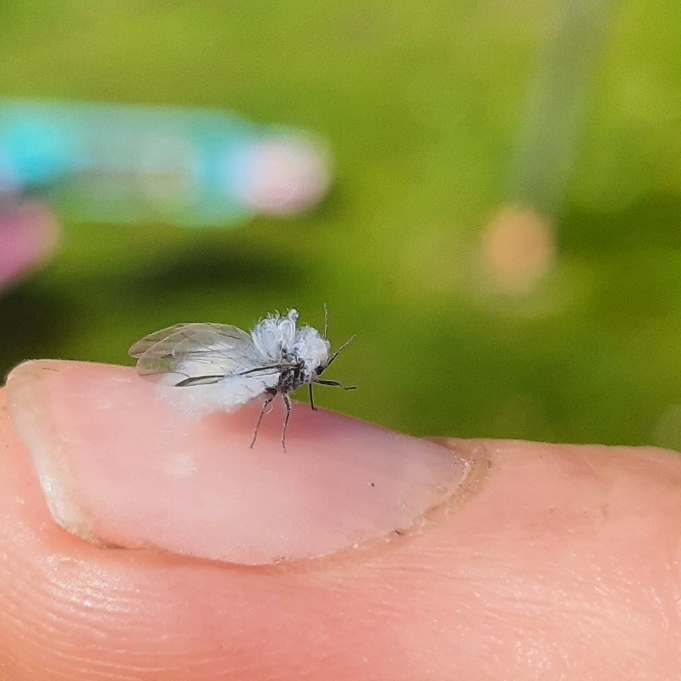 Phyllaphis fagi (Linnaeus, 1761)