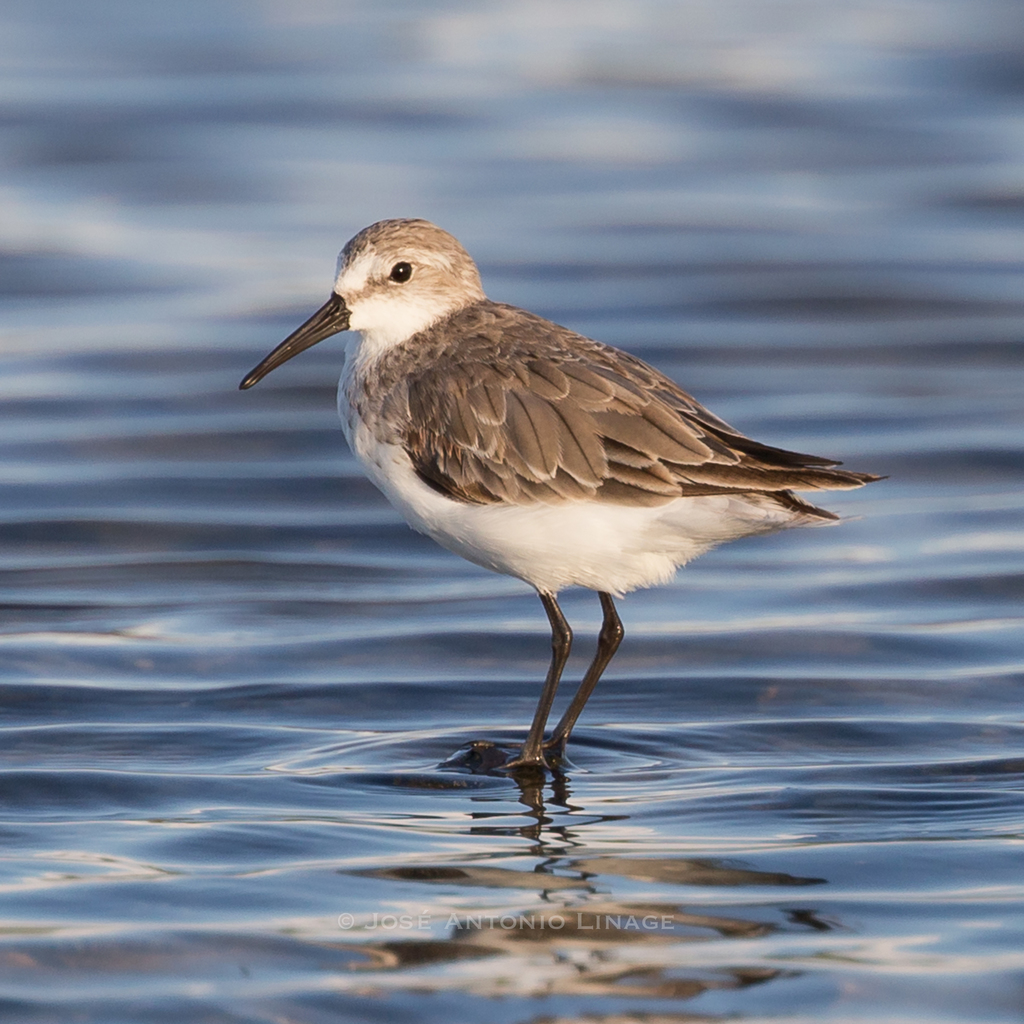 Western Sandpiper (Calidris mauri) - Avian Discovery