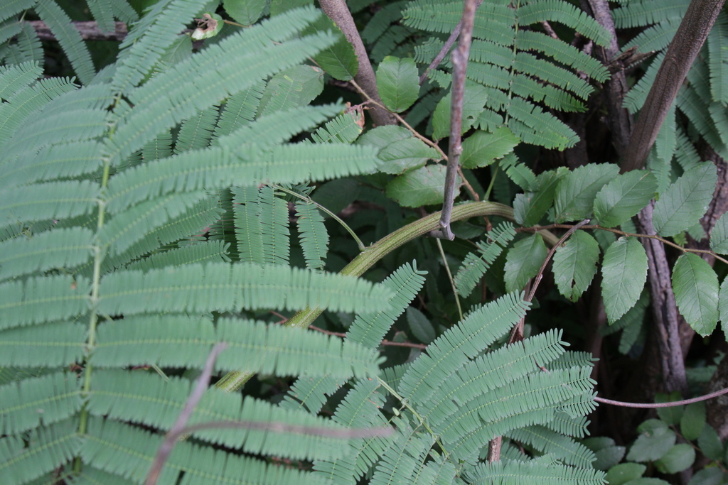 great leadtree (Leucaena pulverulenta) - Botanical Realm